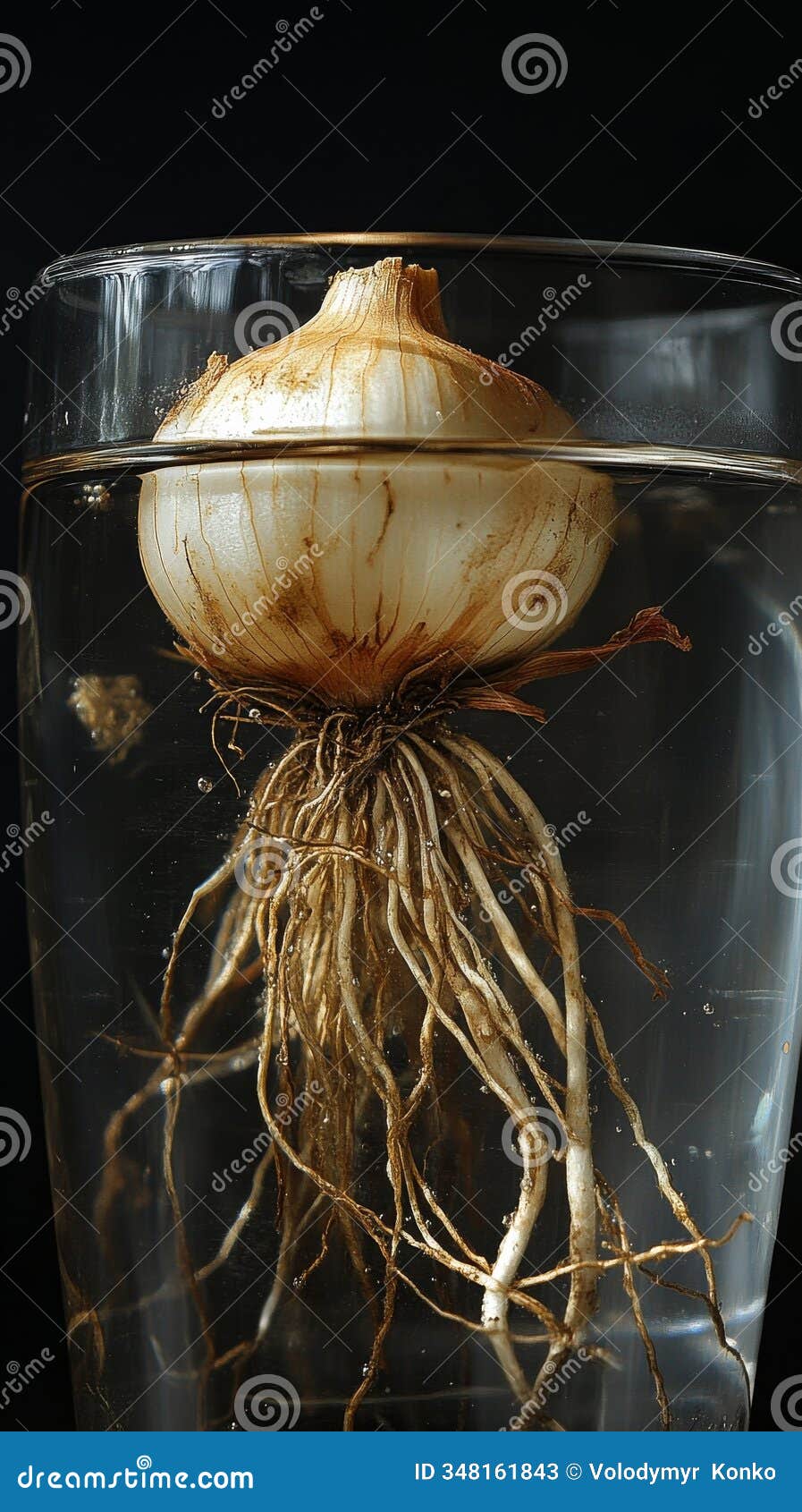 Onion Bulb with Roots Growing in Water, Close-up View. Botany and ...