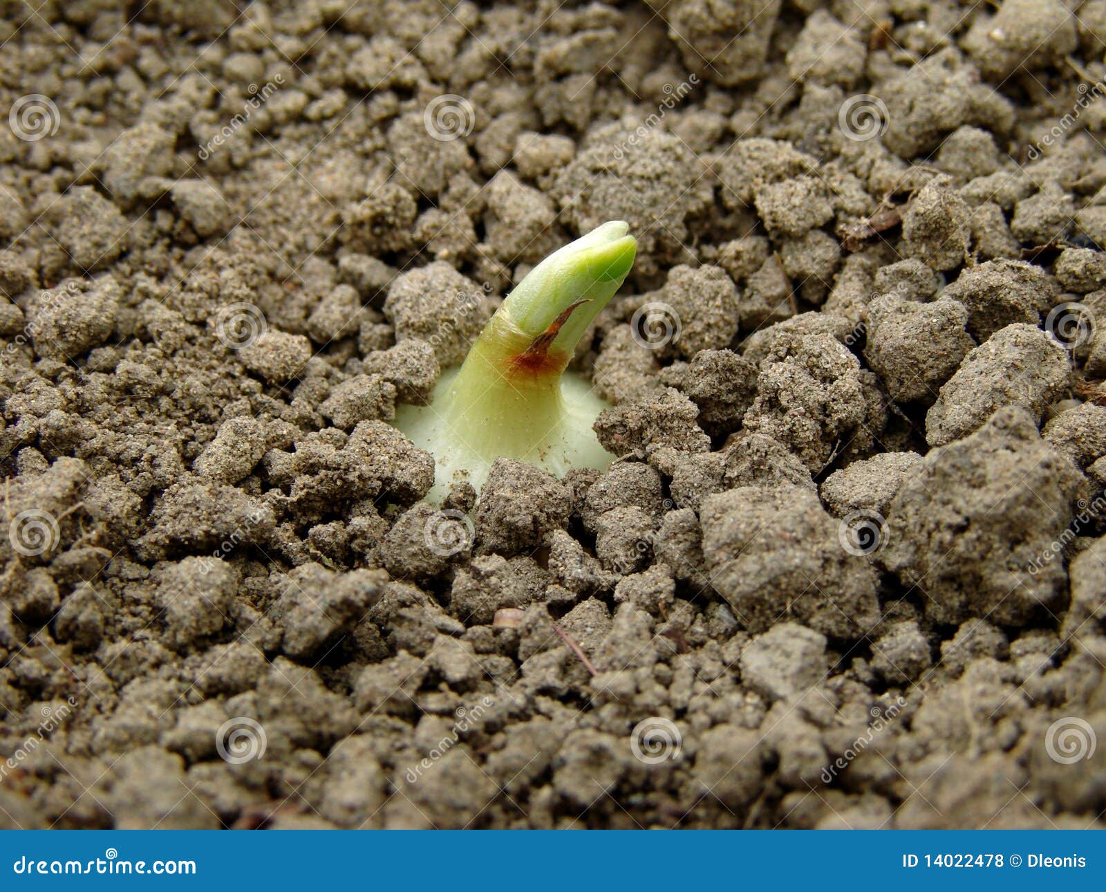 Onion bulb sprouts stock photo. Image of organic, patch - 14022478