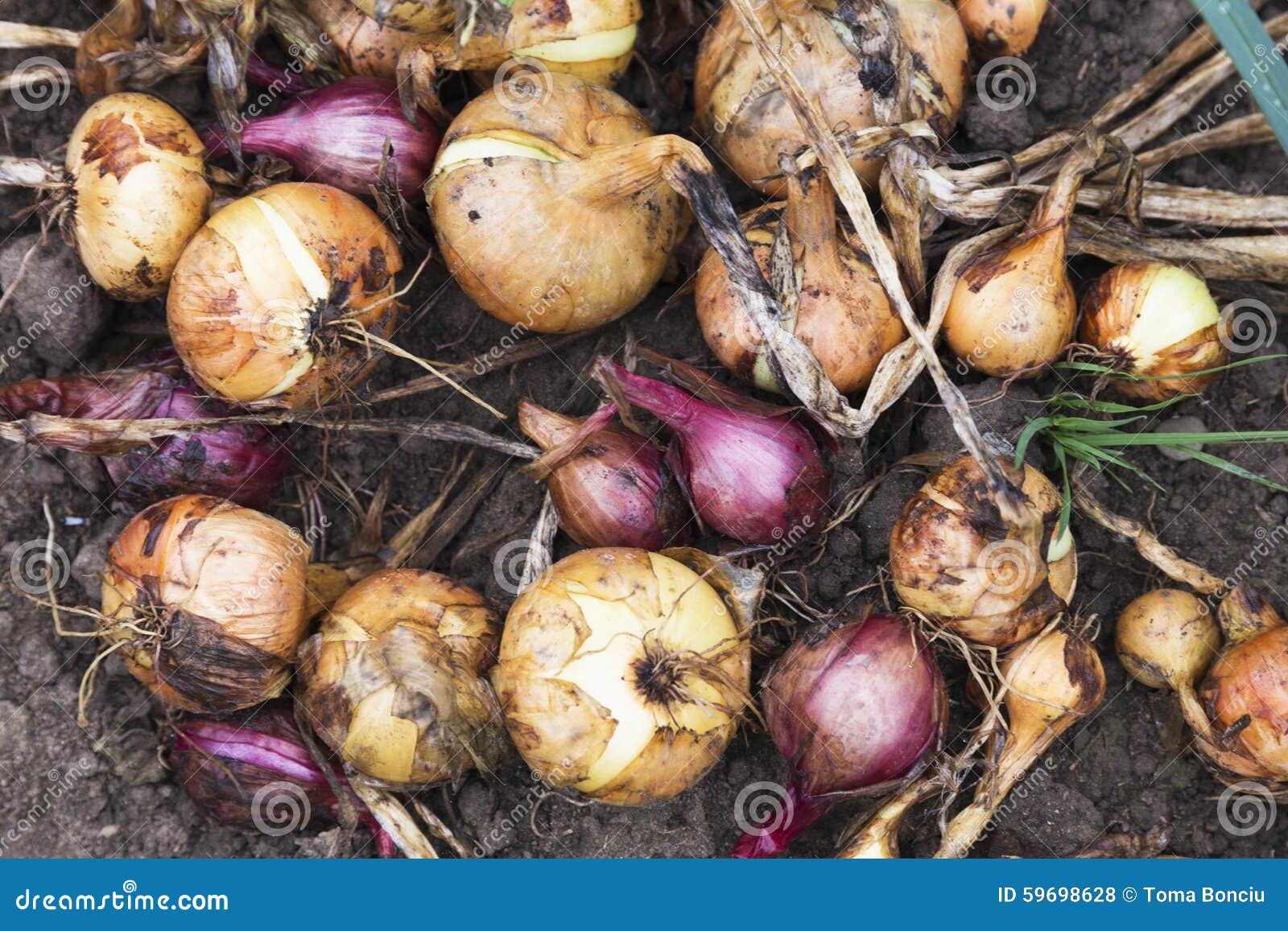 Onion Bulbs Growing on the Field Stock Photo - Image of sprouting ...