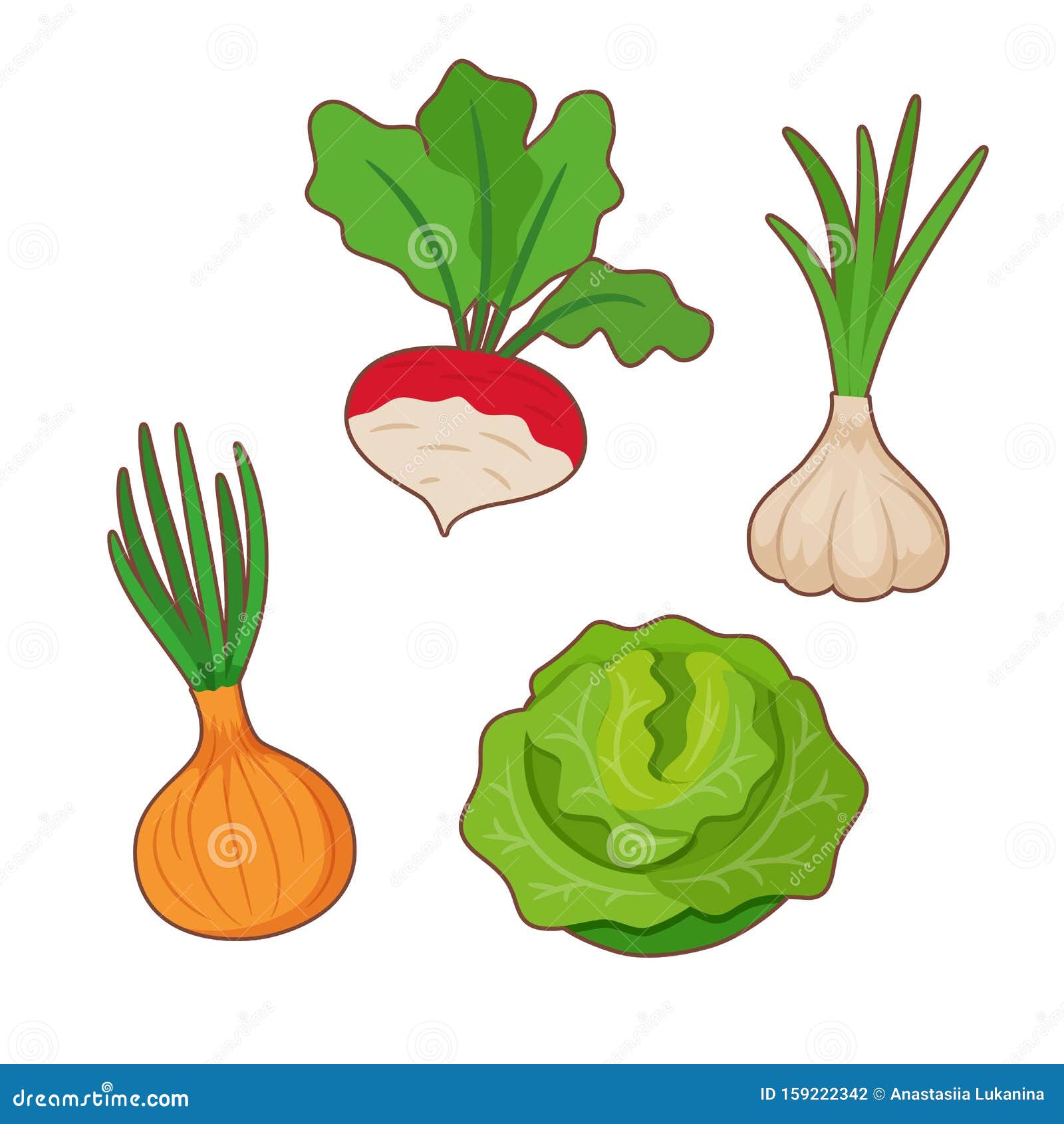 Onion, Cabbage, Garlic, Radish Stock Vector - Illustration of cabbage ...