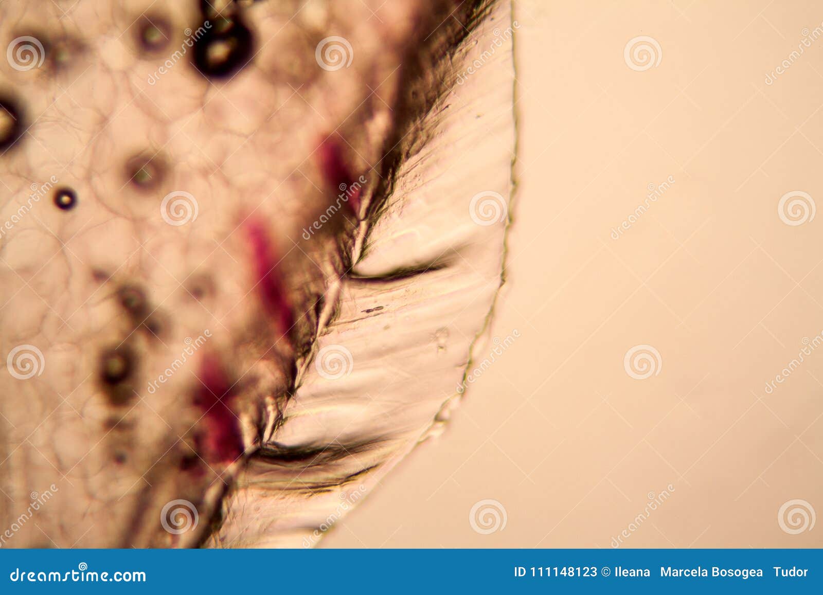 Onion Cells at the Microscope Stock Image - Image of anaphase ...