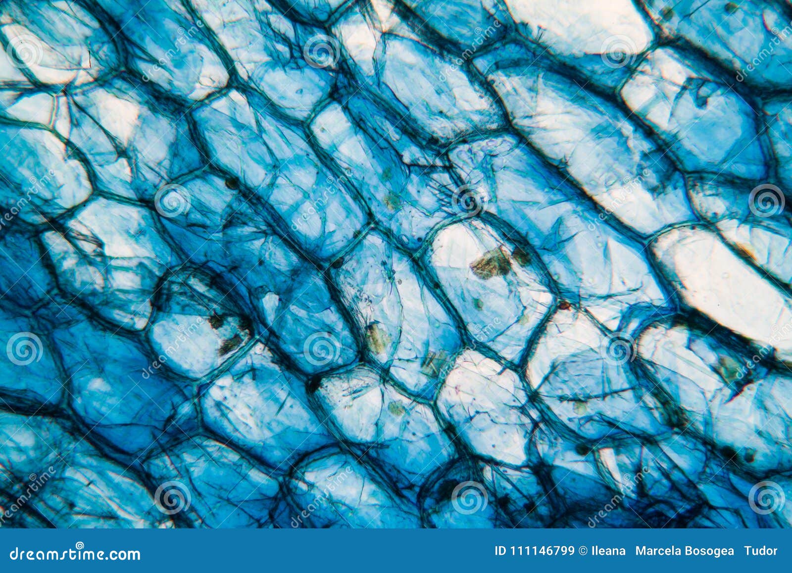 Onion Cells Microscope Slide Of