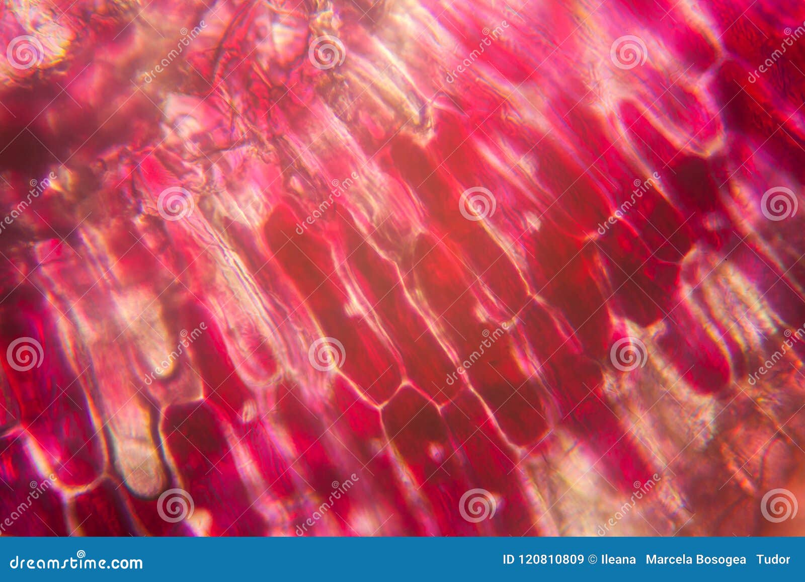 Onion Cells at the Microscope Stock Image - Image of cytokinesis ...