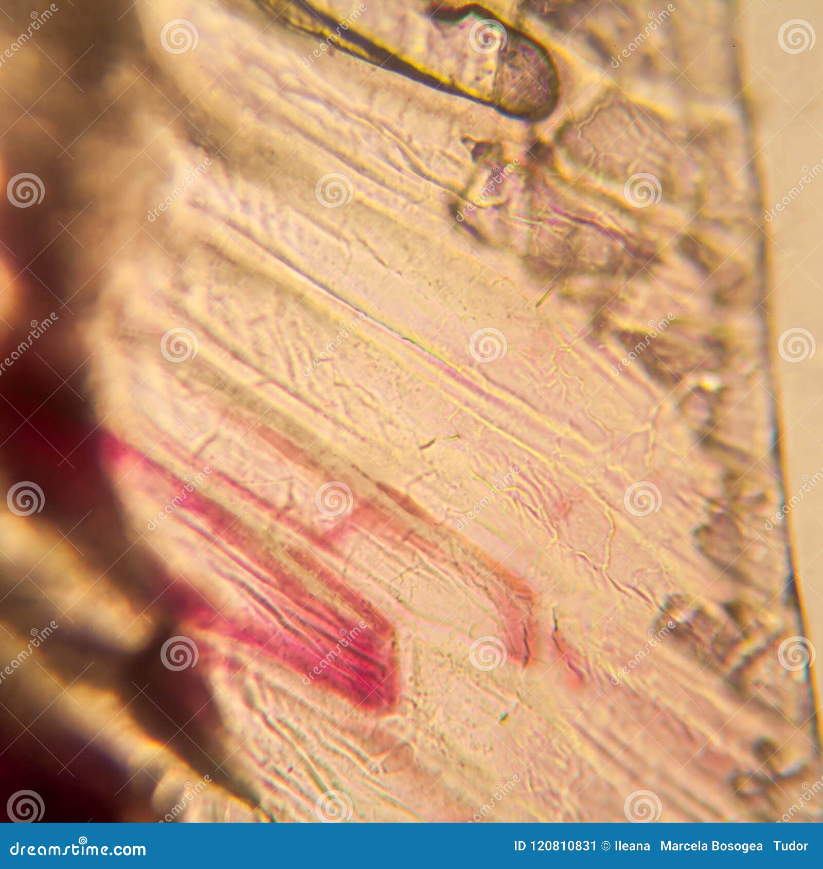 Onion Cells at the Microscope Stock Image - Image of background ...