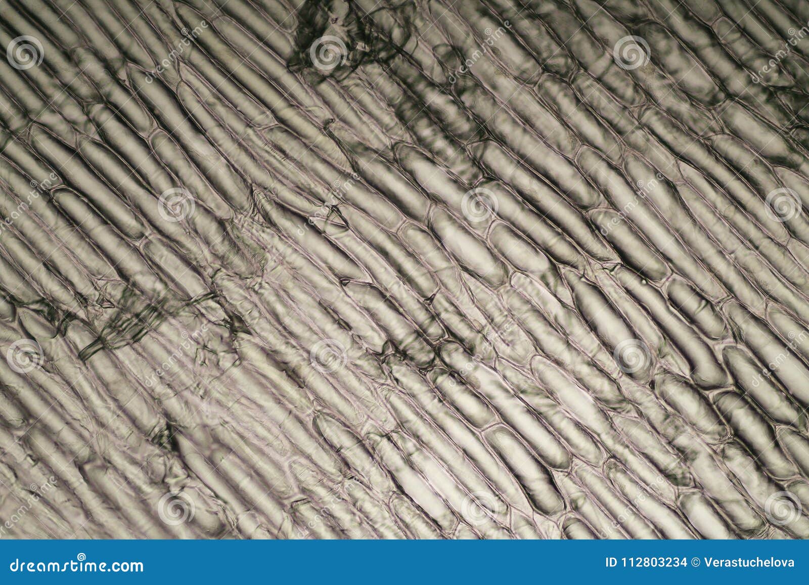 Onion Cells - Microscopic Image Stock Photo - Image of microbiology ...