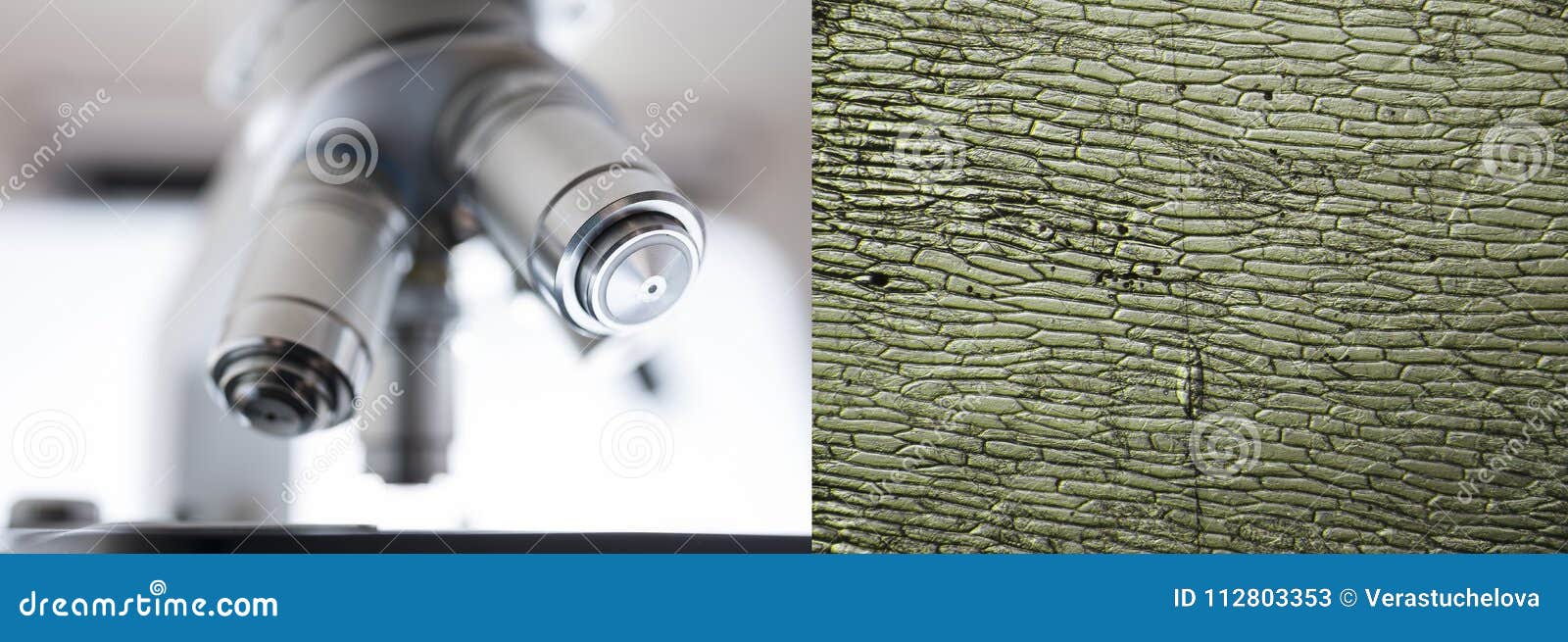 Onion Cells - Microscopic Image Stock Image - Image of enlargement ...