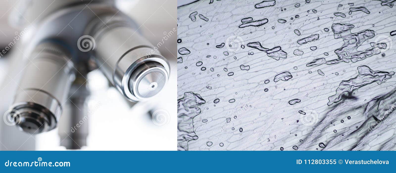 Microscopic Image Of A Human Tissue Stain Slide. Histology Stain ...