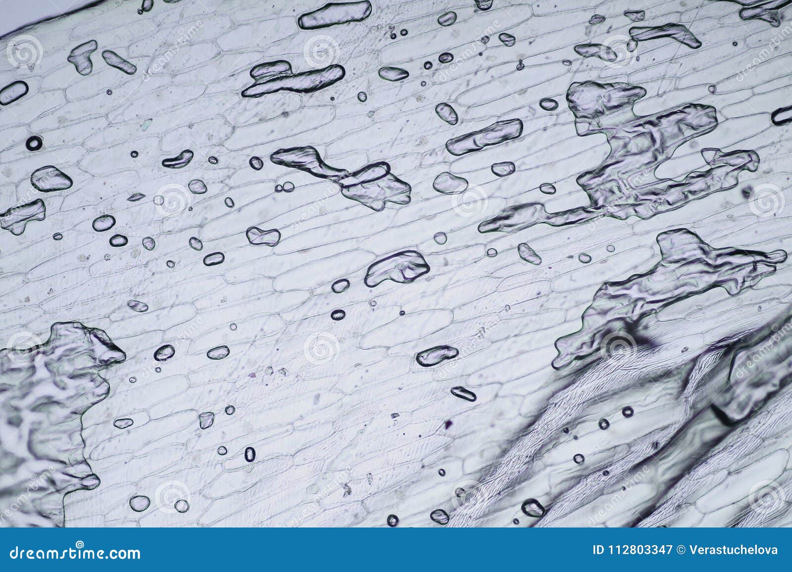 Microscopic Image Of A Human Tissue Stain Slide. Histology Stain ...