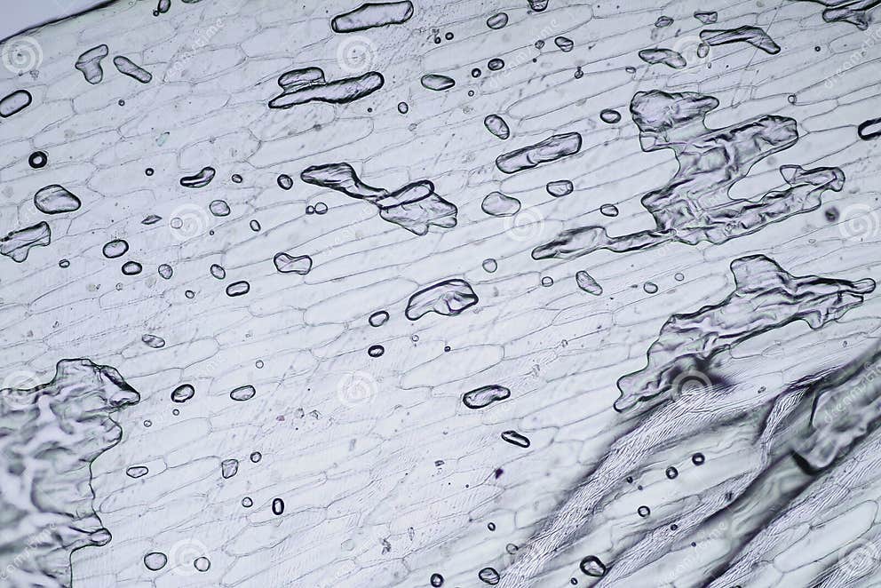 Onion Cells - Microscopic Image Stock Image - Image of clinic, biology ...