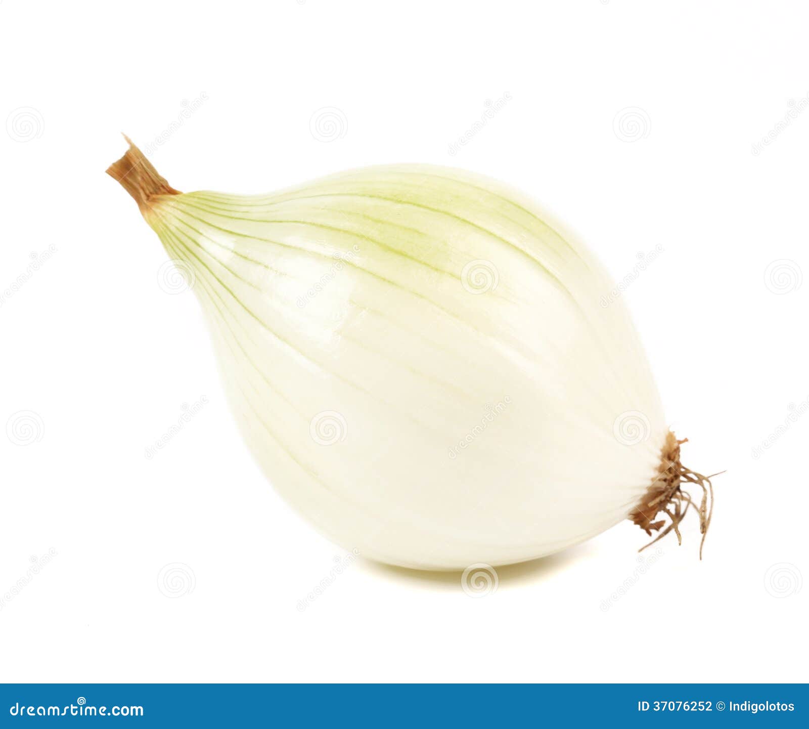 Onion close up. stock photo. Image of onion, vitamin - 37076252