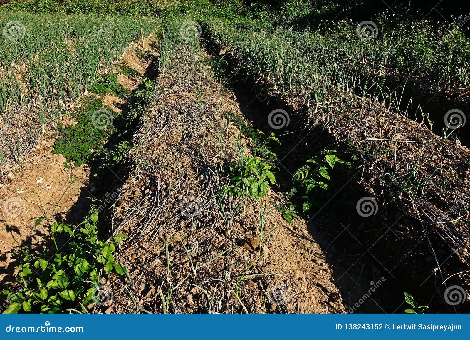 Onion Crop Damage in Production Field Stock Photo - Image of ... Onion Crop Damage in Production Field Stock Photo - Image of ...