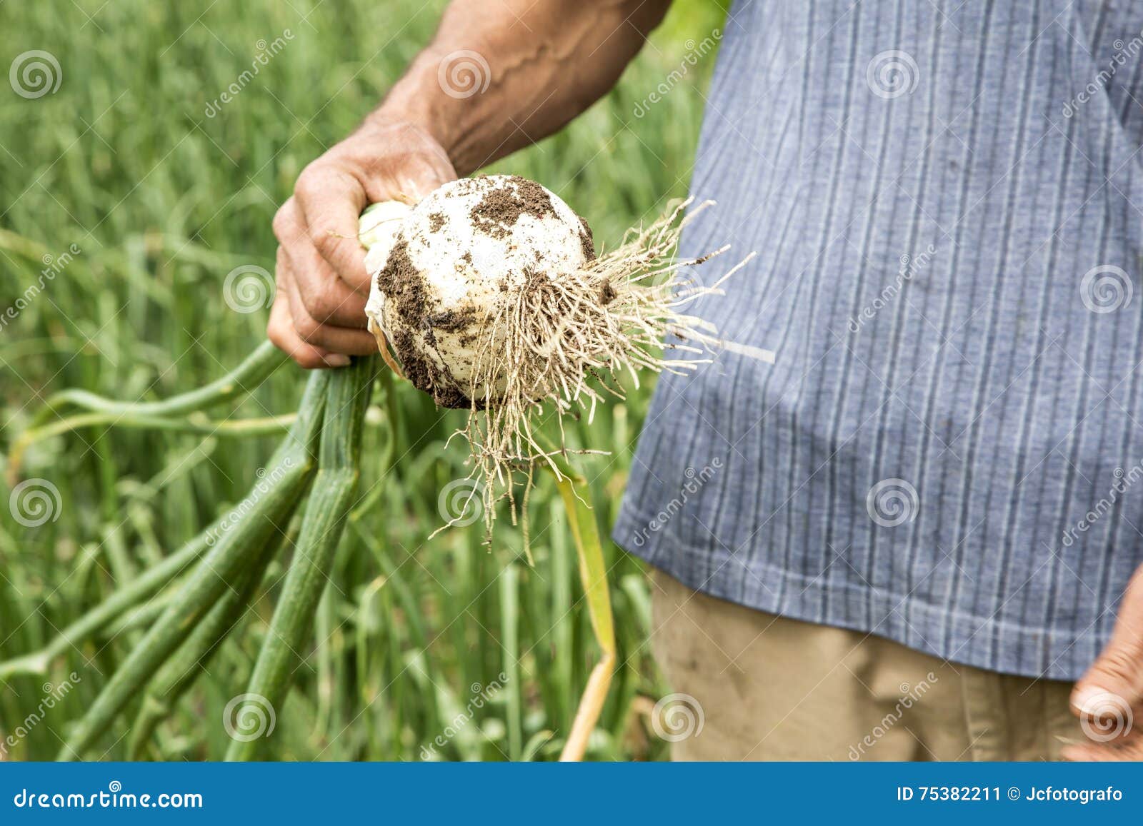 Onion crop field stock image. Image of crop, garden, group - 75382211