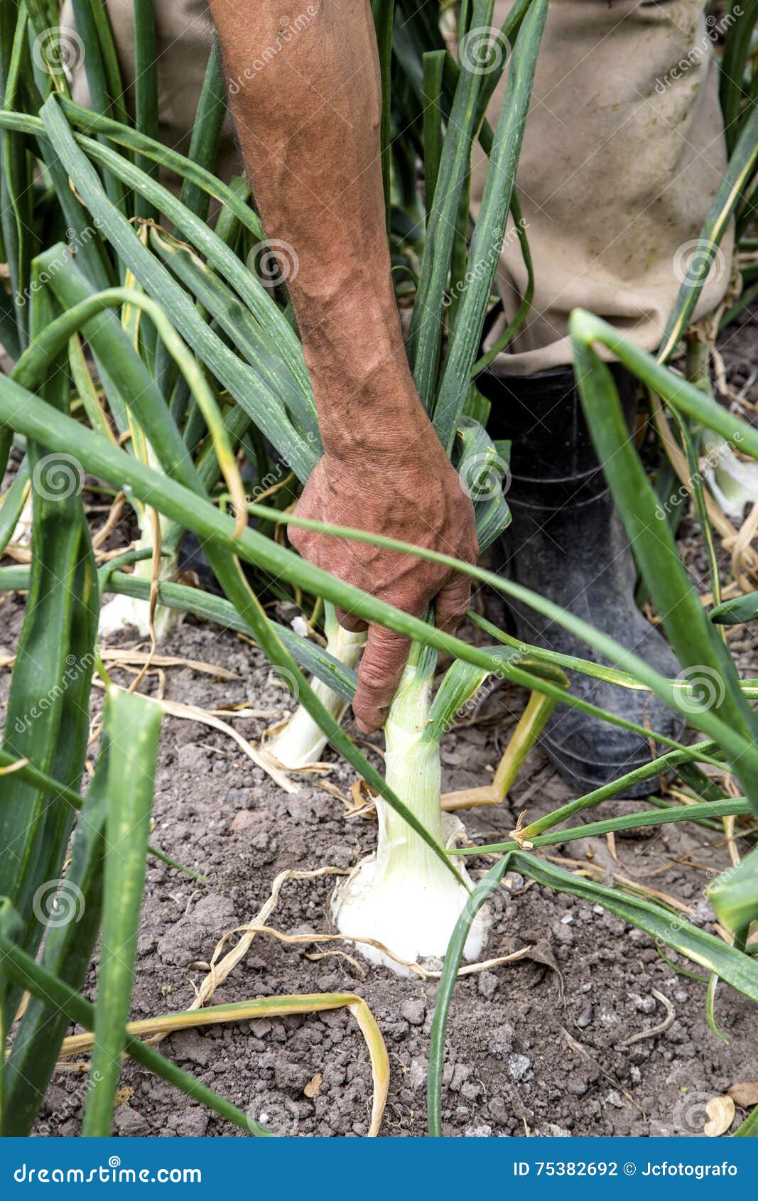 Onion crop field stock photo. Image of growth, cultivated - 75382692
