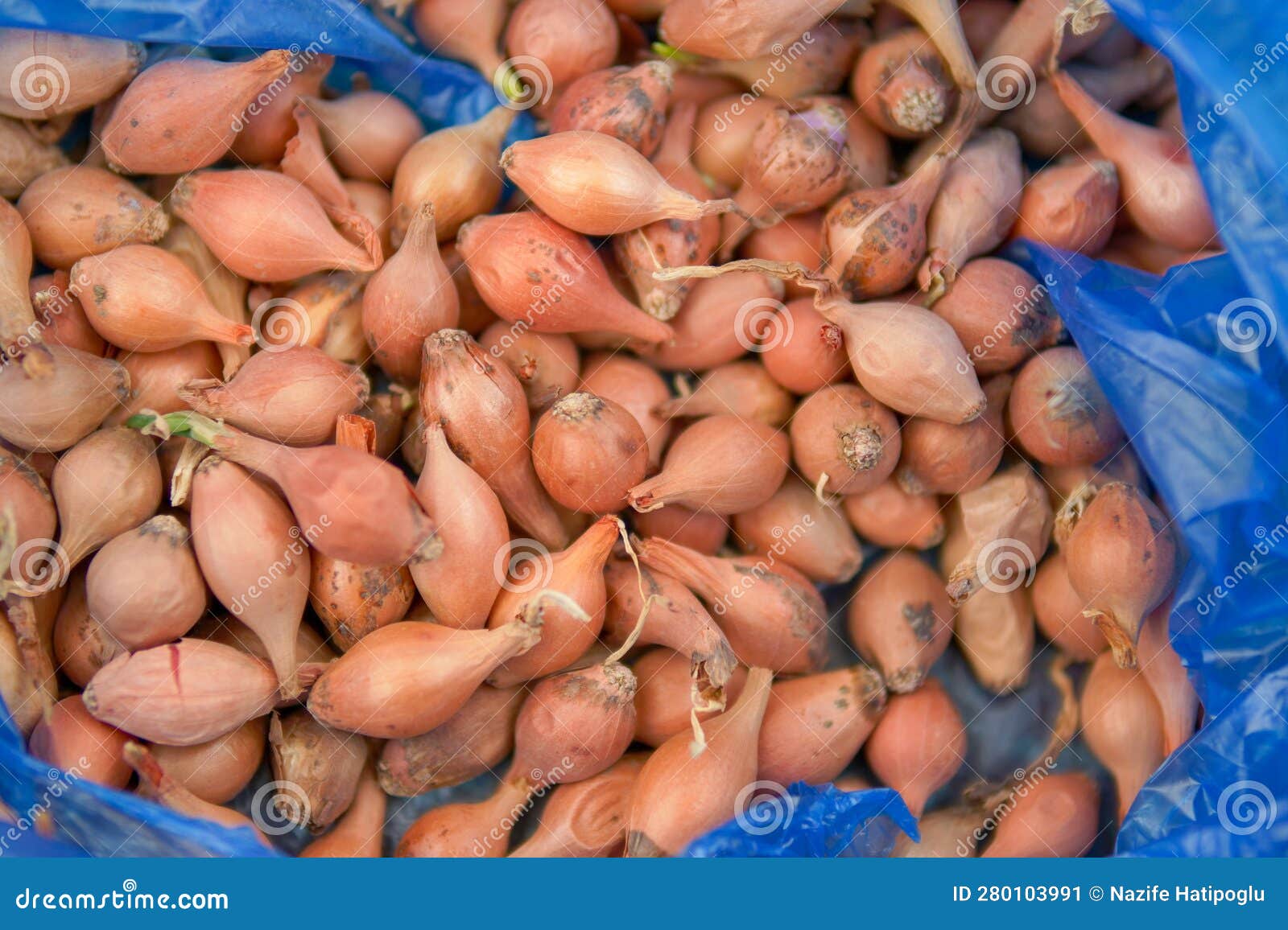 Onion Cultivation, Onion for Onion Cultivation, Onion for Seed, Shallot ...