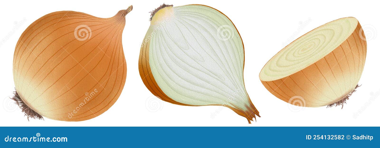 Onion in Digital Painting Style, with Clipping Path. Stock Illustration ...