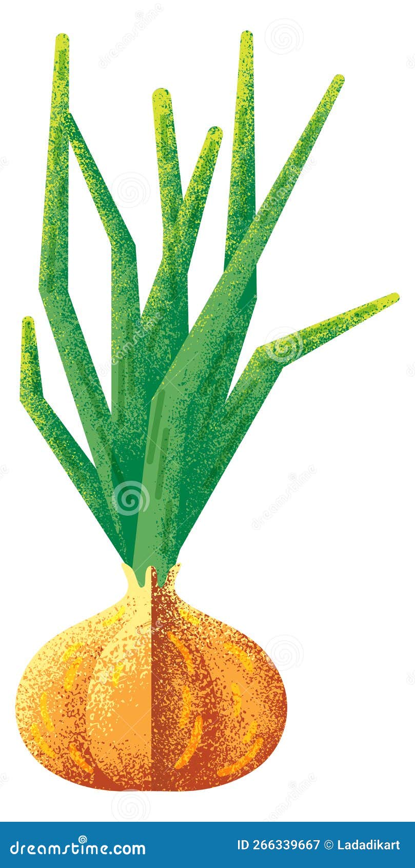 Onion Drawing in Textured Style. Fresh Vegetable Icon Stock Vector ...
