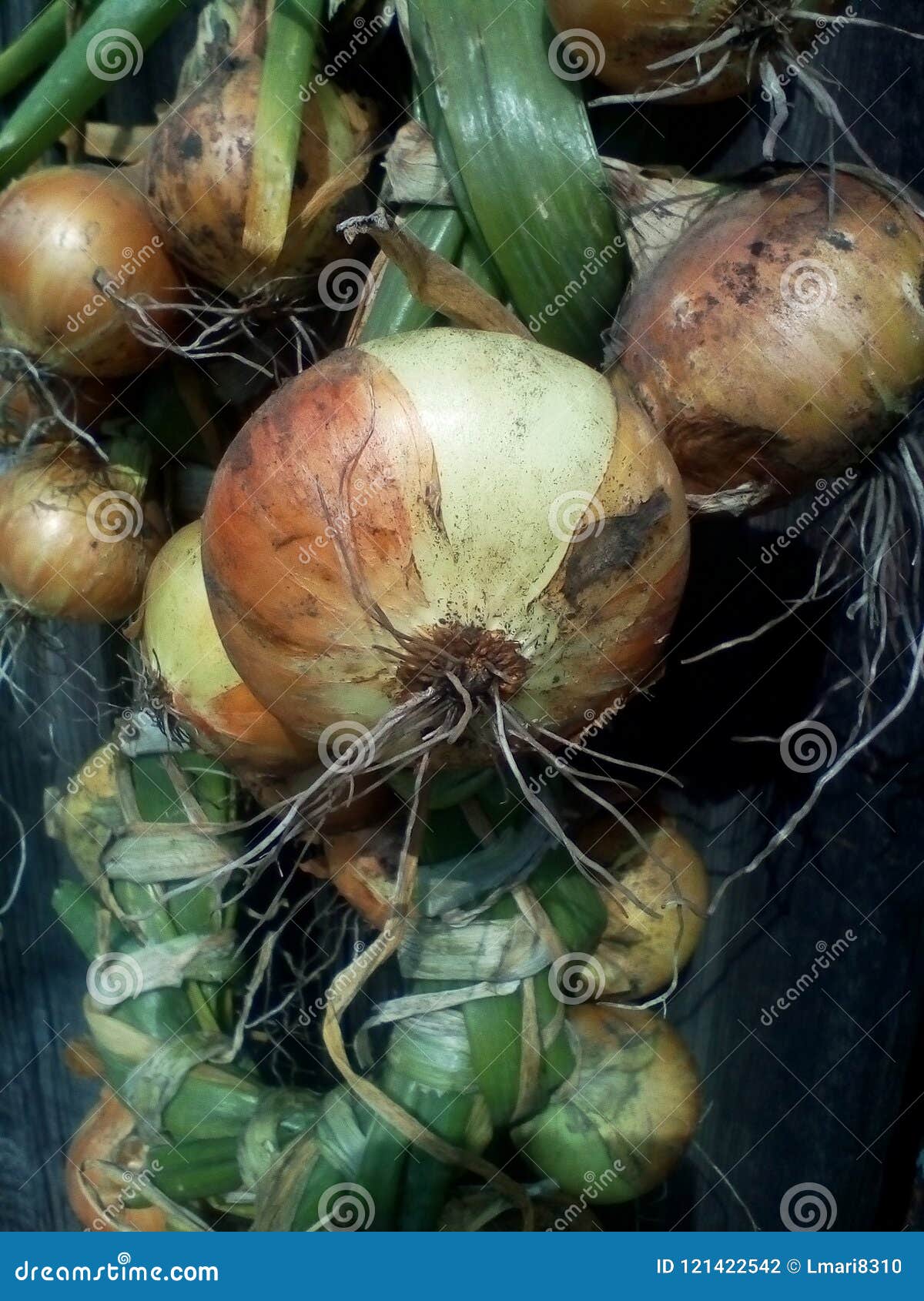 Onion in the sun 6 stock photo. Image of edible, vegetable - 121422542