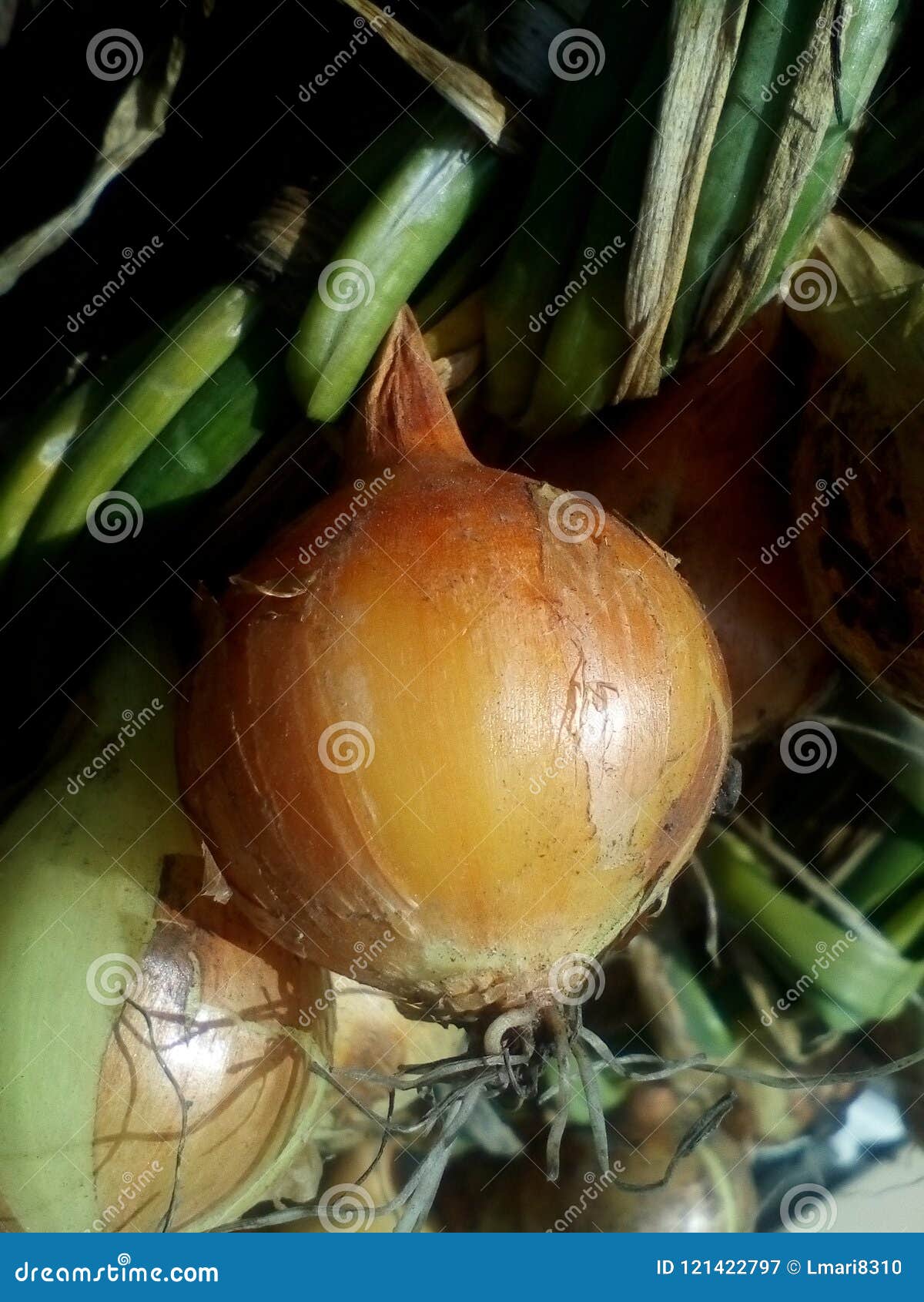 Onion in the sun 3 stock image. Image of aroma, root - 121422797