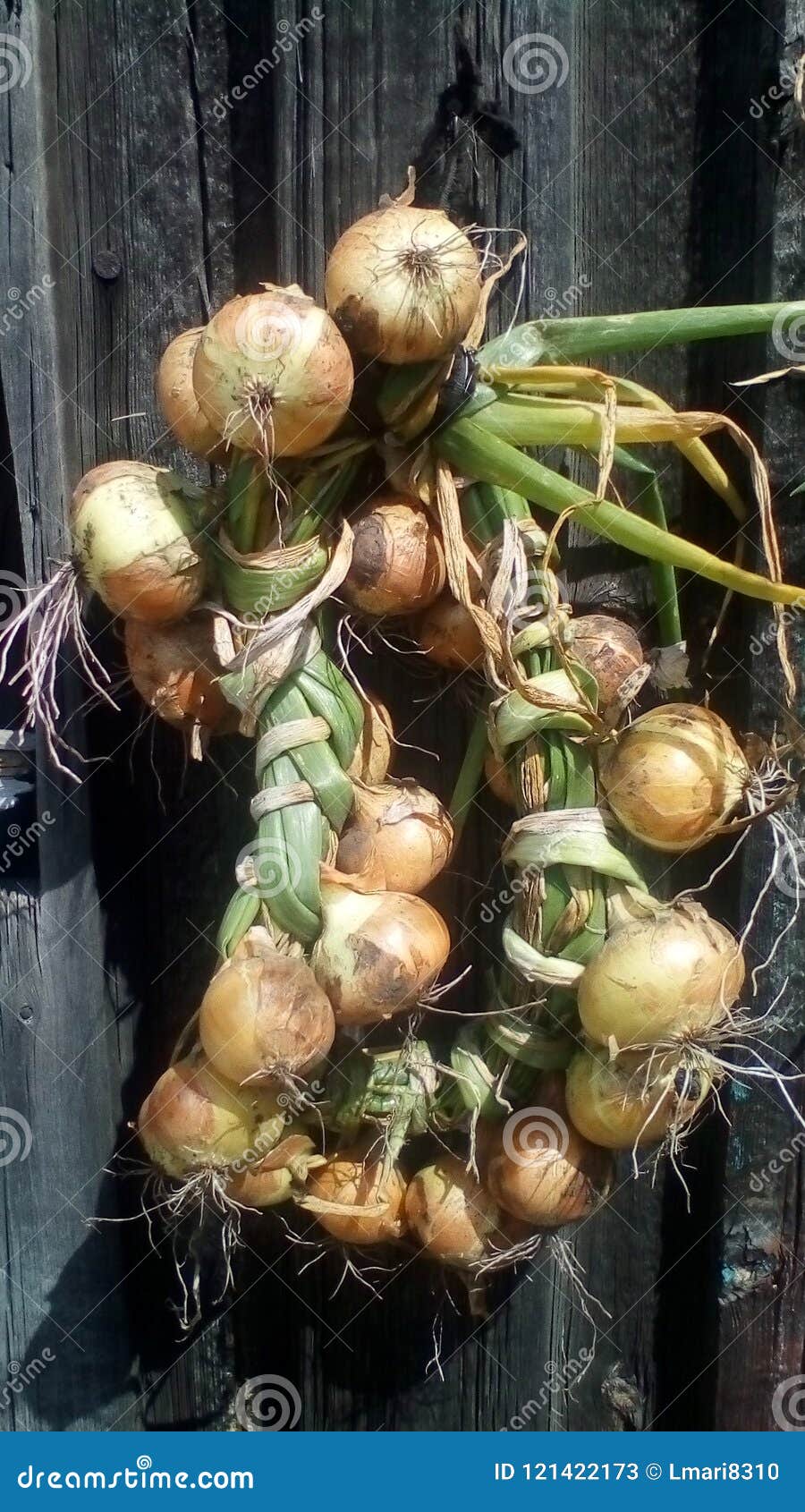 Onion in the sun 10 stock image. Image of round, dried - 121422173