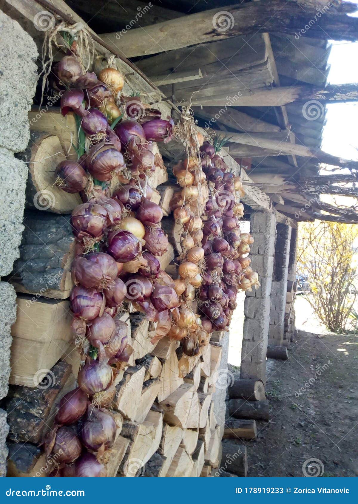 Onion drying on wind stock image. Image of food, city - 178919233