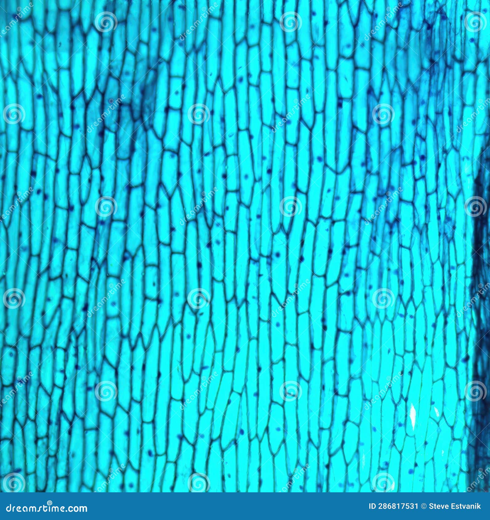 Onion epidermis stock image. Image of stained, anatomy - 286817531