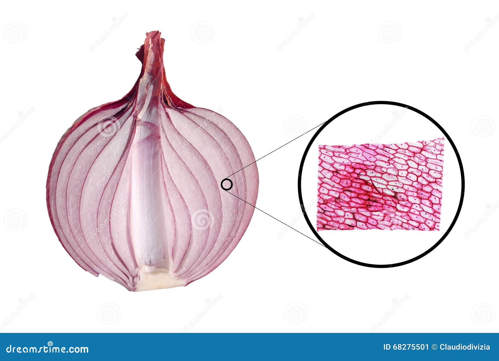 Onion Epidermus Micrograph Stock Image | CartoonDealer.com #68275501