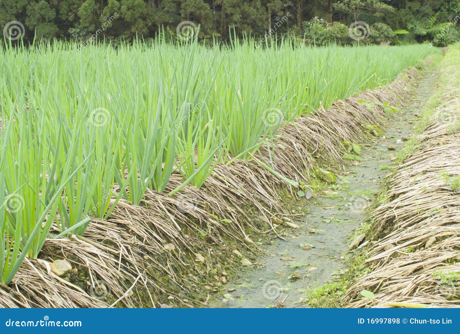 Onion farm stock photo. Image of beautiful, freshness - 16997898