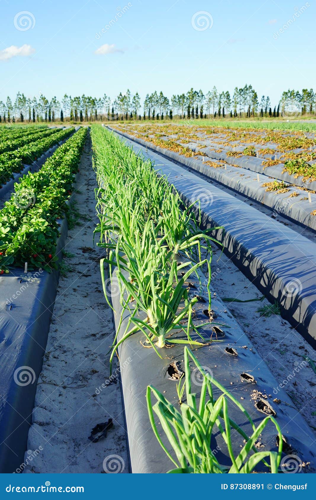 Onion farm stock image. Image of compost, blue, connecticut - 87308891
