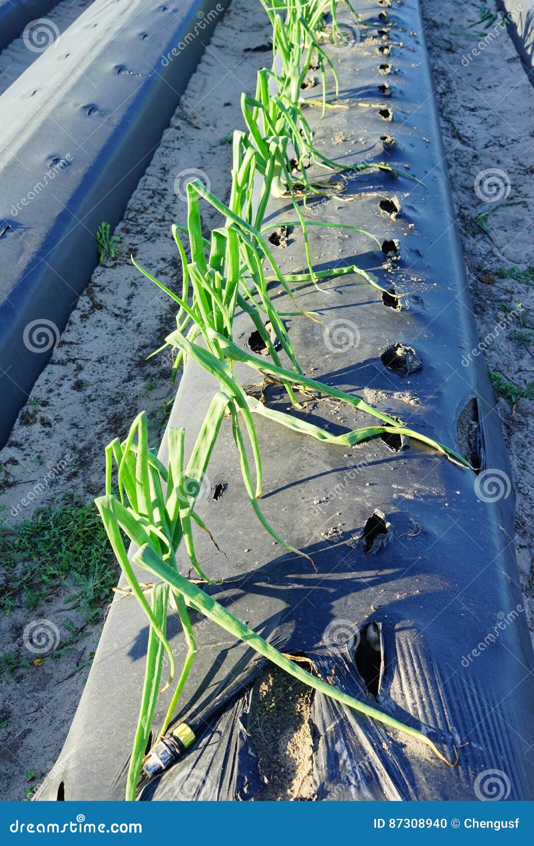 Onion farm stock photo. Image of modern, florida, forest - 87308940