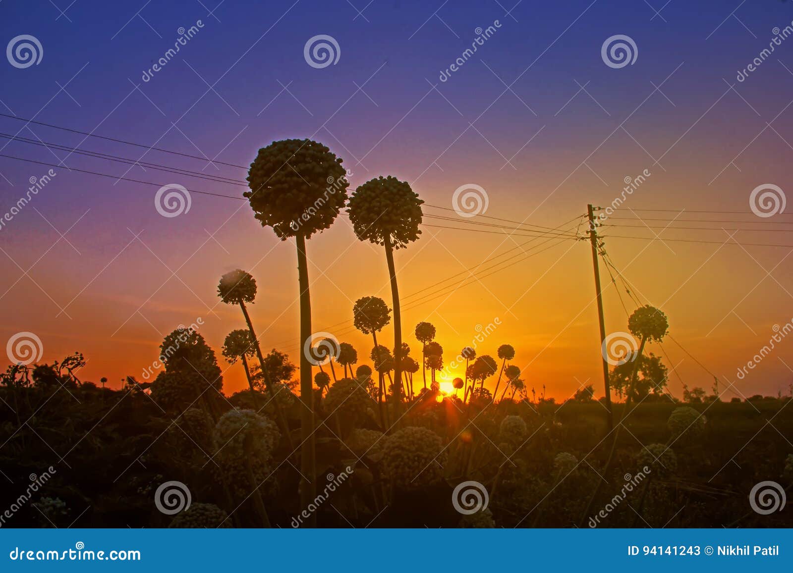 Onion Farm sunset stock image. Image of blossom, farm - 94141243