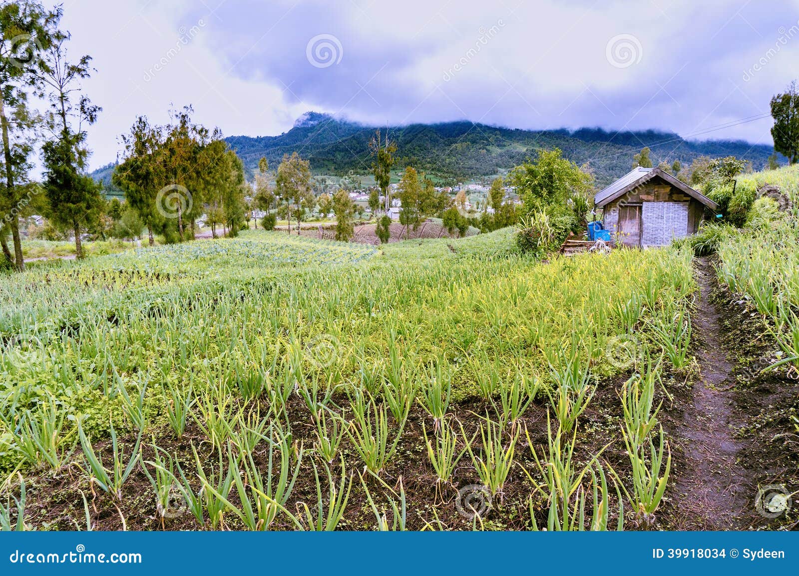 Onion farm stock photo. Image of organic, foliage, fresh - 39918034