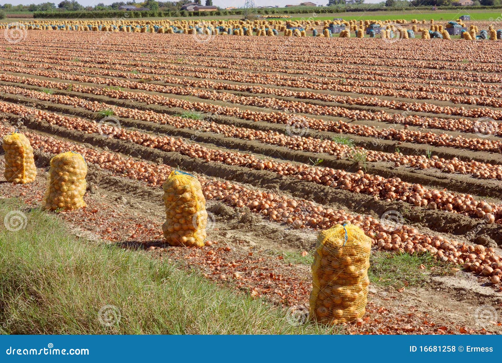Onion field stock photo. Image of bulb, line, agriculture - 16681258