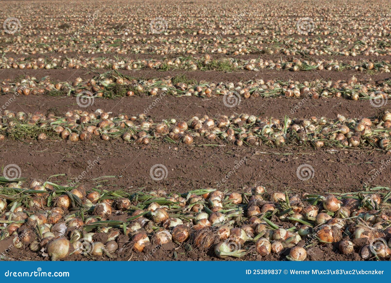 Onion field stock image. Image of agricultural, field - 25389837
