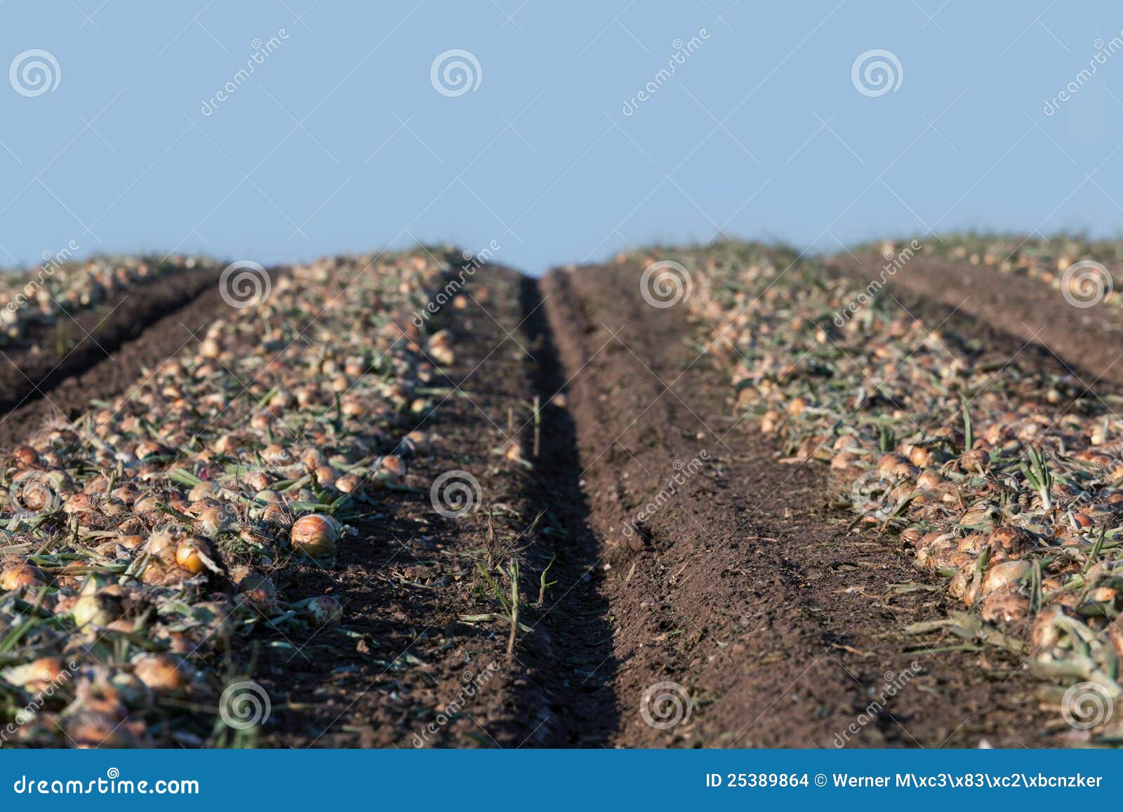 Onion field stock photo. Image of field, motif, fresh - 25389864