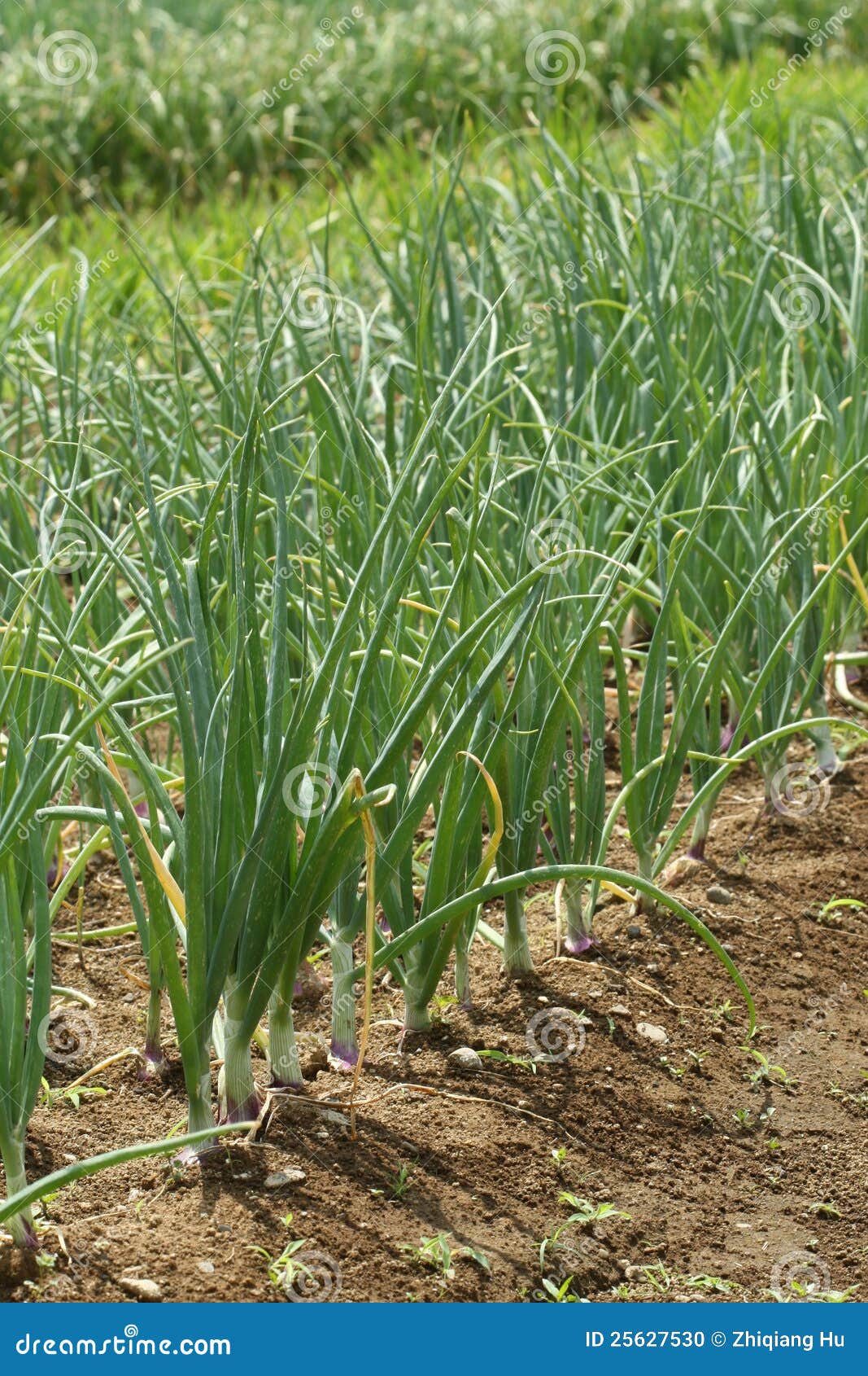 Onion field stock photo. Image of crop, organic, field - 25627530