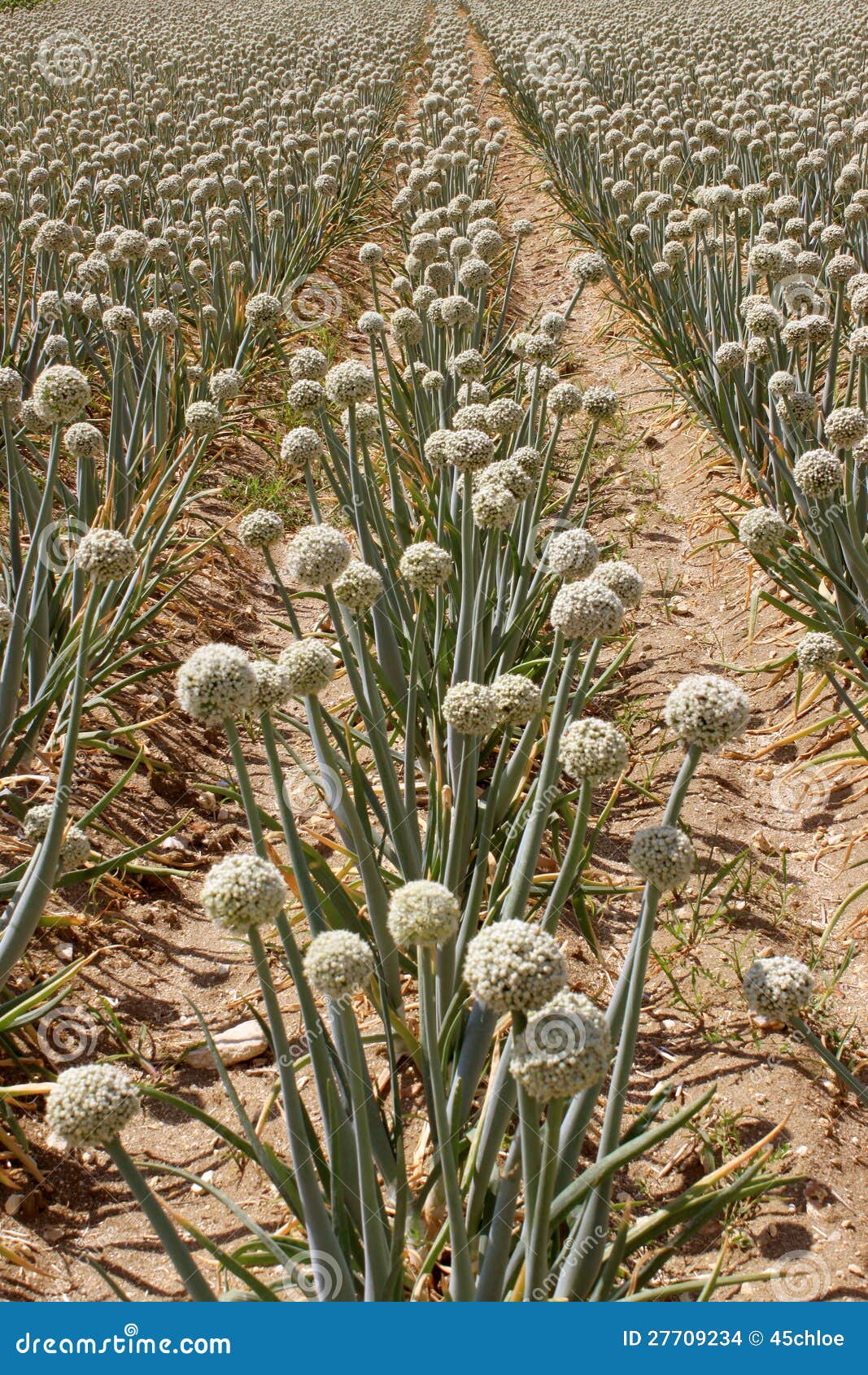 Onion field stock photo. Image of blossom, condiments - 27709234