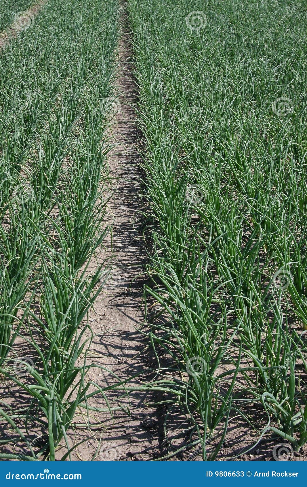 Onion field stock image. Image of wholefoods, vitamin - 9806633