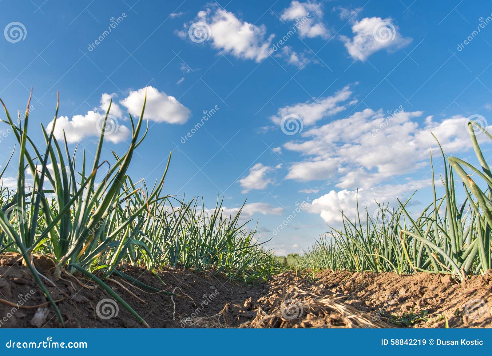 Onion field stock image. Image of landscape, crop, food - 58842219