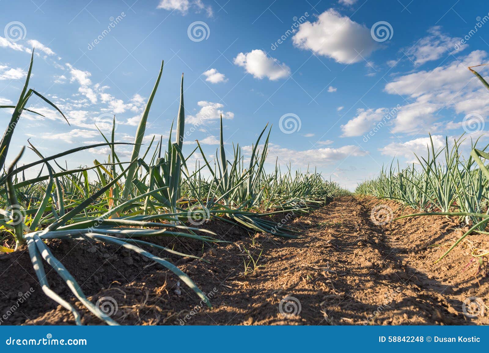 Onion field stock photo. Image of fresh, grow, close - 58842248
