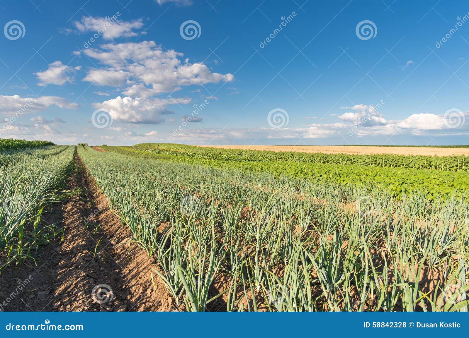 Onion field stock photo. Image of growth, gardening, landscape - 58842328