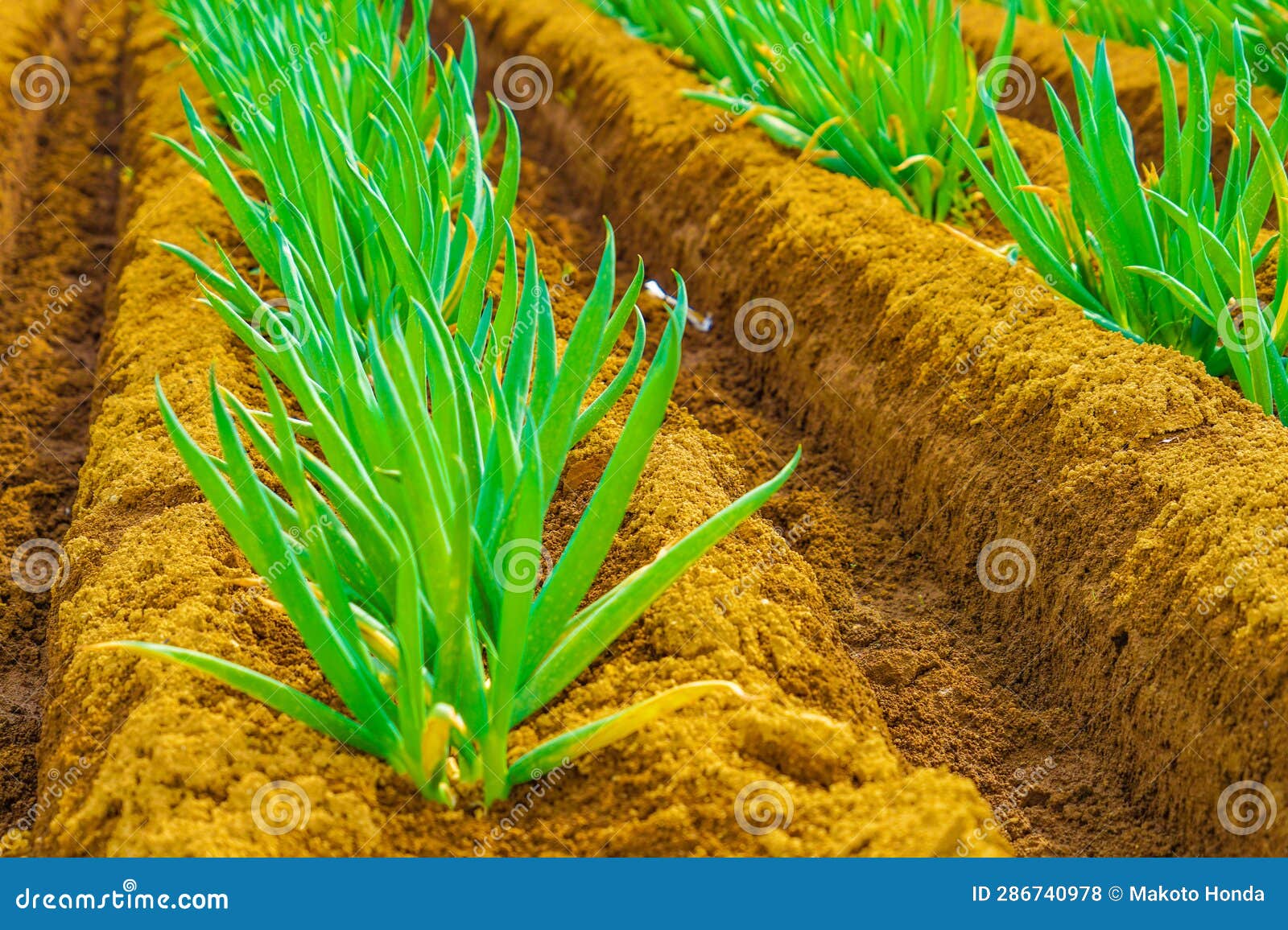 Onion Field (green Onion Field) Stock Photo - Image of farmers, country ...