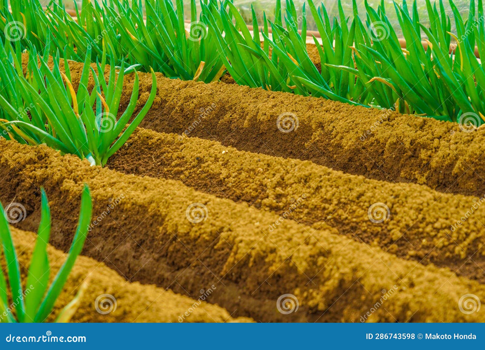 Onion Field (green Onion Field) Stock Photo - Image of environment ...