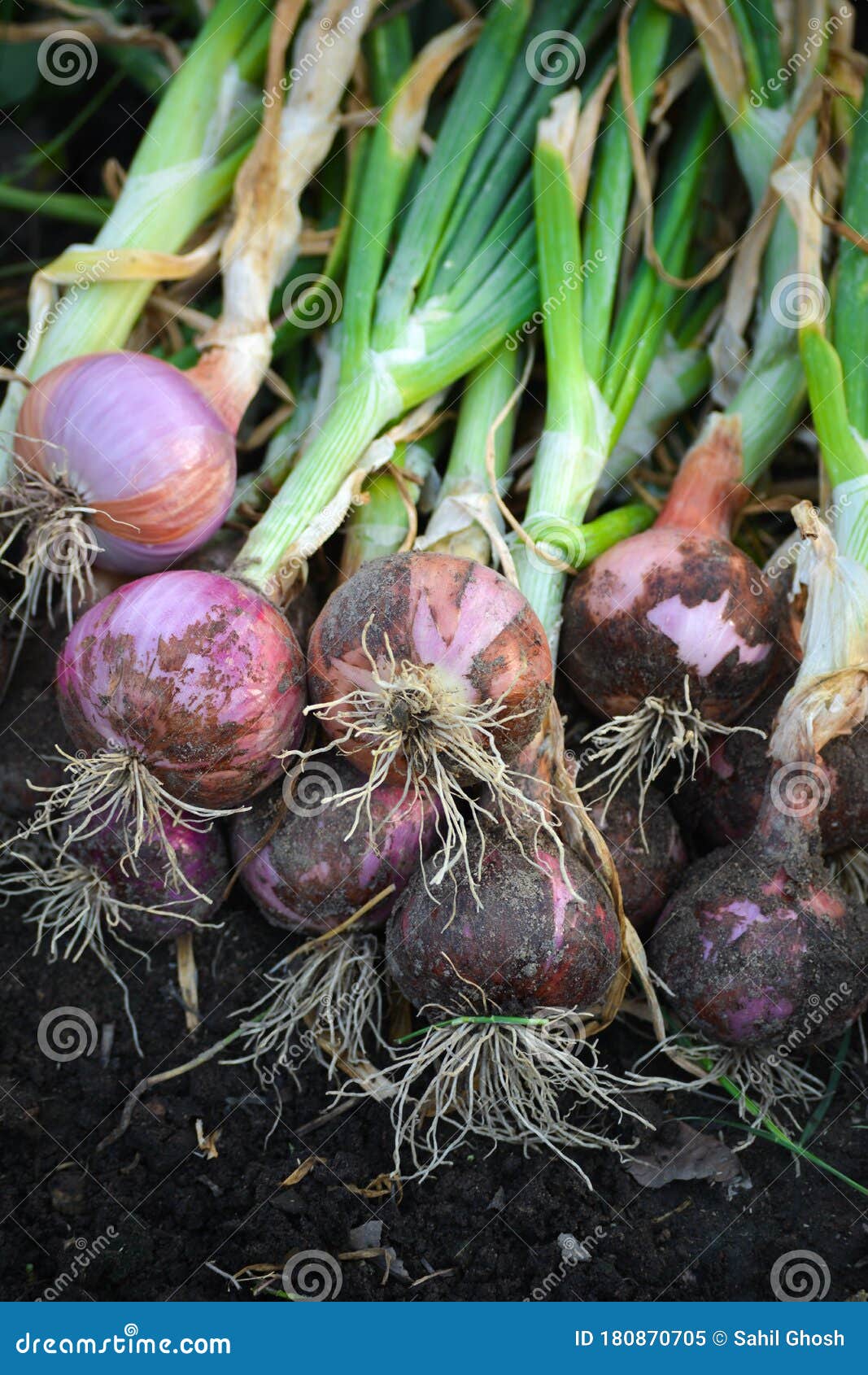 Onion field. stock image. Image of ground, healthy, farming - 180870705