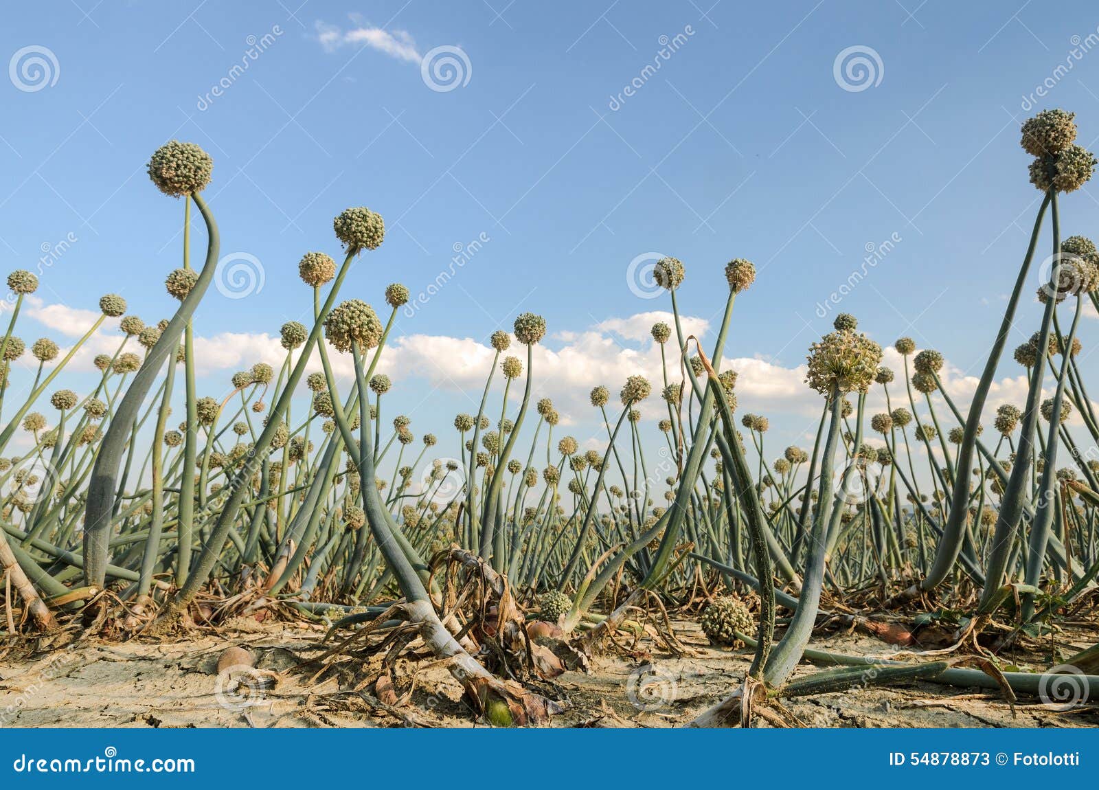 Onion field stock image. Image of earth, growing, food - 54878873