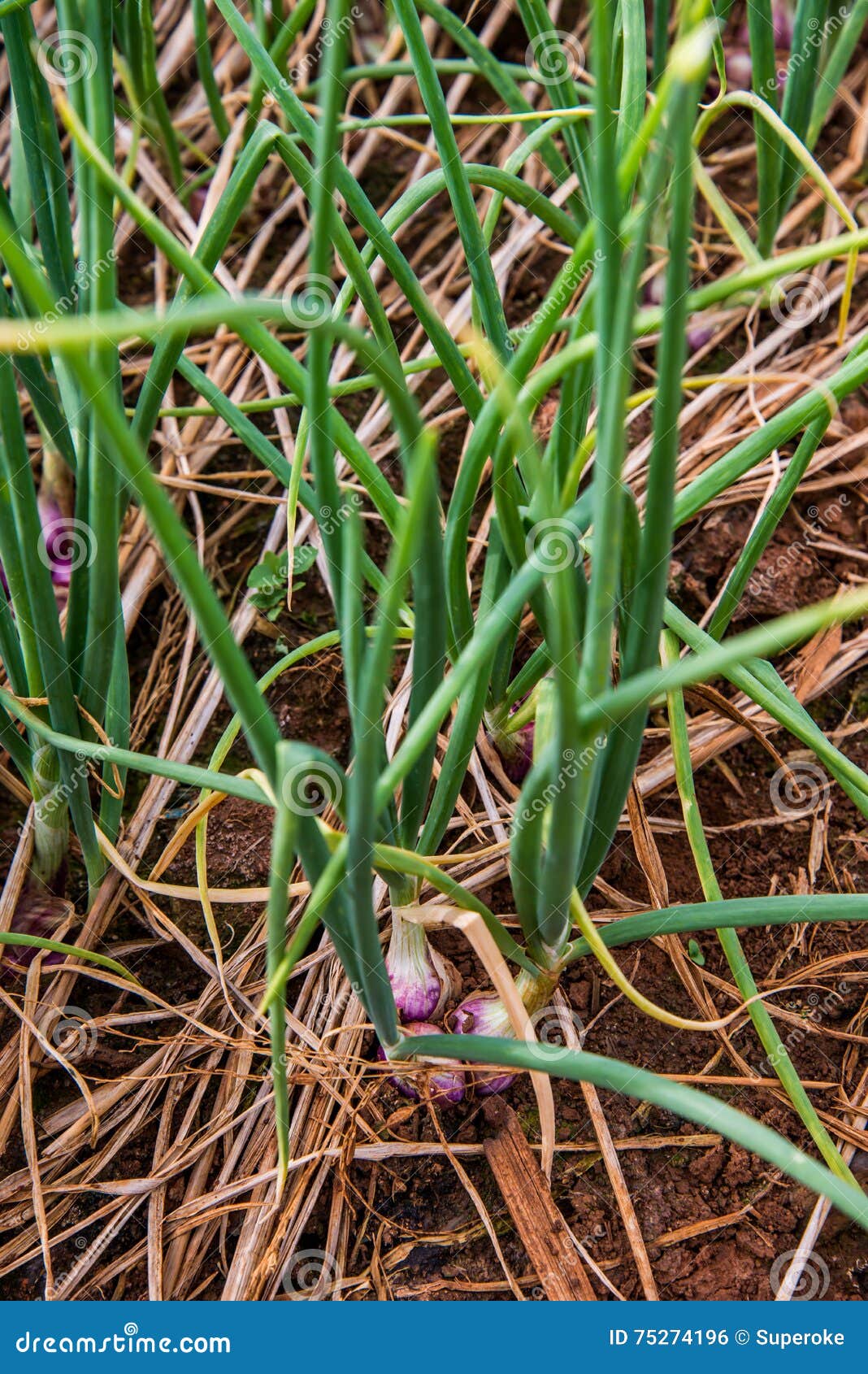 Onion field stock photo. Image of cultivated, agriculture - 75274196