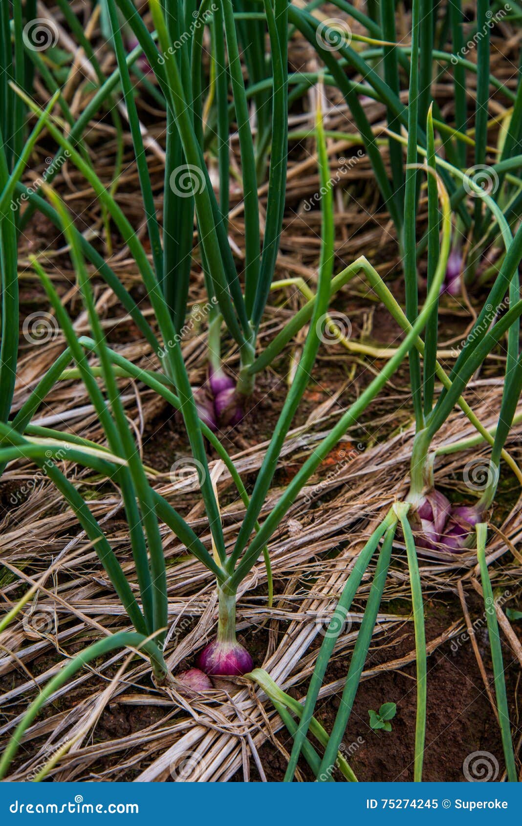 Onion field stock image. Image of grow, field, landscape - 75274245