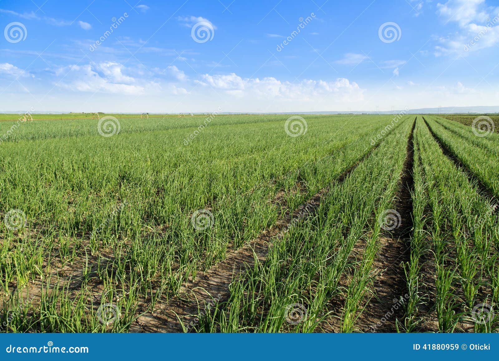 Onion Field, Maturing at Spring Stock Image - Image of onion, growth ...