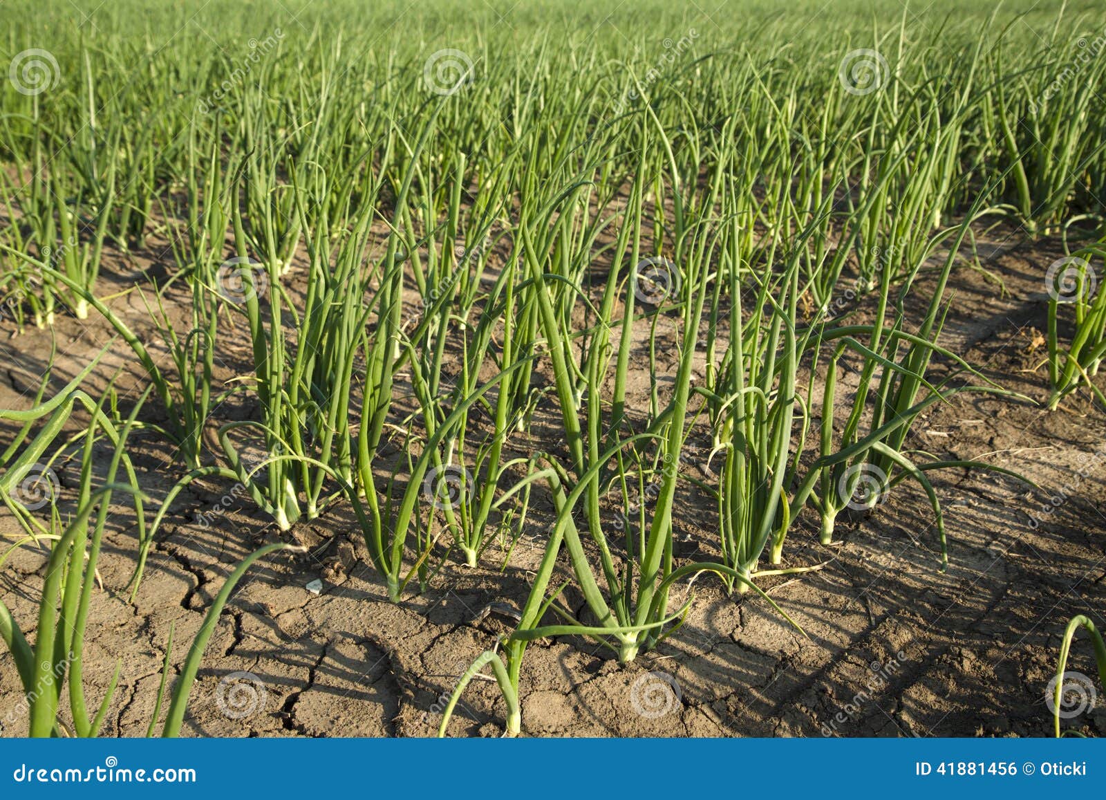 Onion Field, Maturing at Spring. Agricultural Landscape. Stock Photo ...