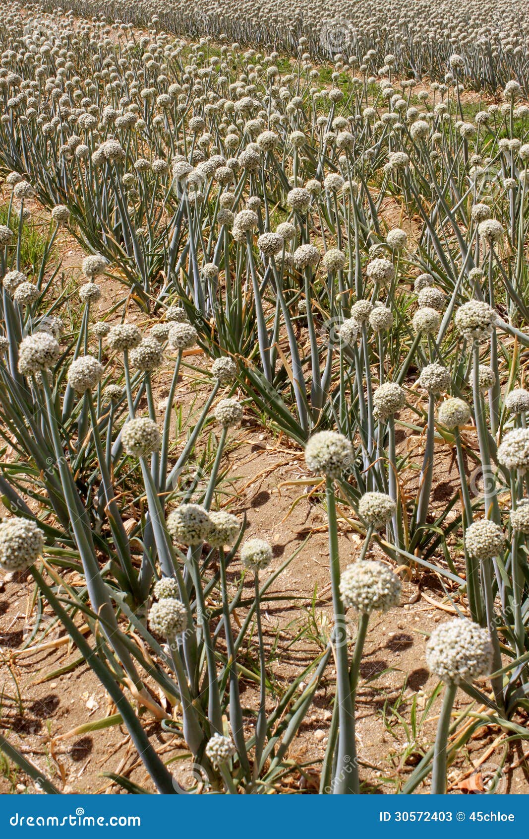 Onion field stock image. Image of nature, agriculture - 30572403