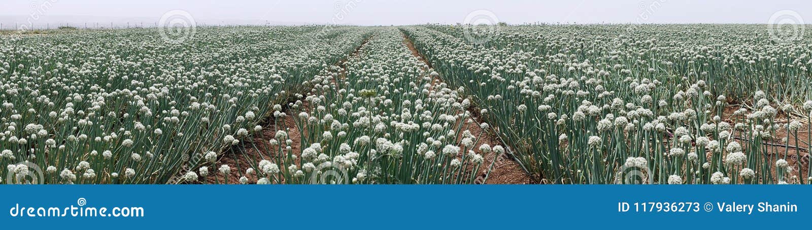 Onion field stock image. Image of onion, field, view - 117936273